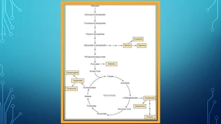 Aspartate and Asparagine metabolism.pptx