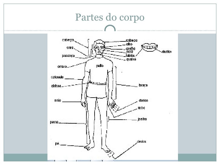 As partes do corpo