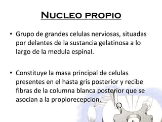 Aspecto Macroscopico de la medula | PPT