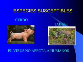 ASPECTOS EPIDEMIOLO PPC.ppt