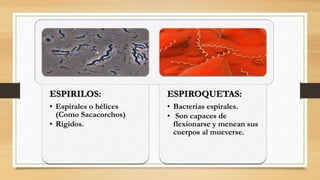 Aspectos generales de las bacterias | PPTX