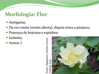 MORFOLOGIA E FISIOLOGIA DO ALGODOEIRO | PPT