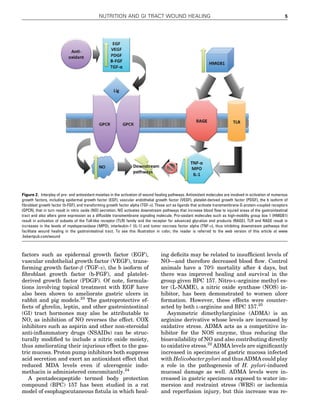 Aspectos nutricionales para heridas gastrointestinales | PDF