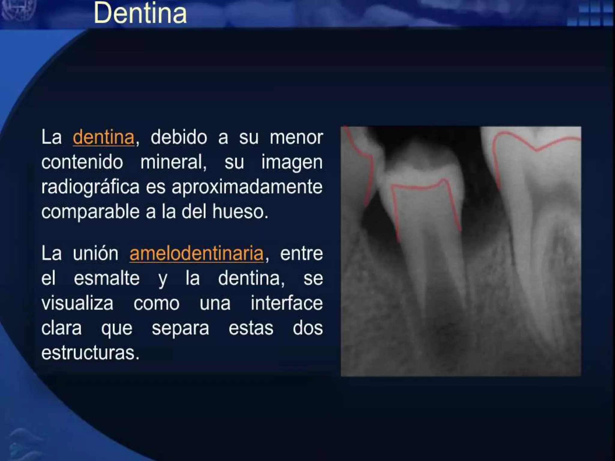 Aspectos radiografico normal (1) | PPT | Free Download