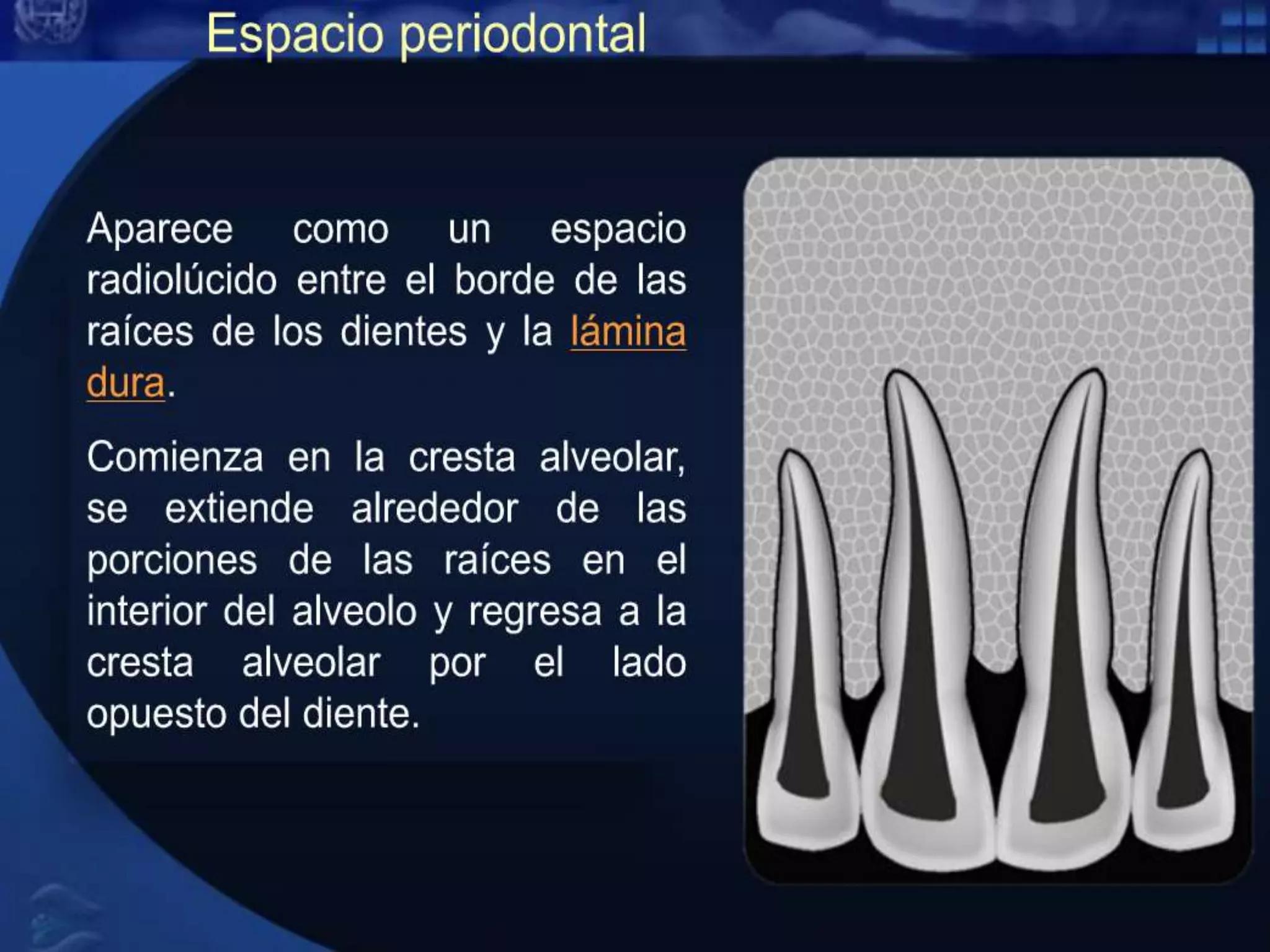 Aspectos radiografico normal (1) | PPT