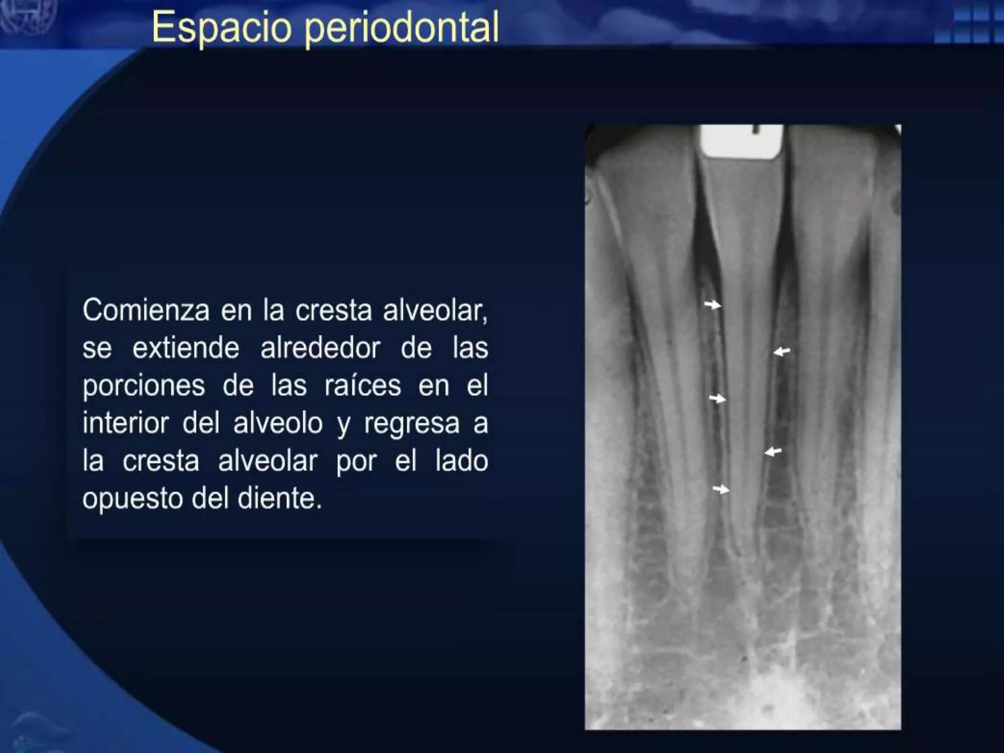 Aspectos radiografico normal (1) | PPT