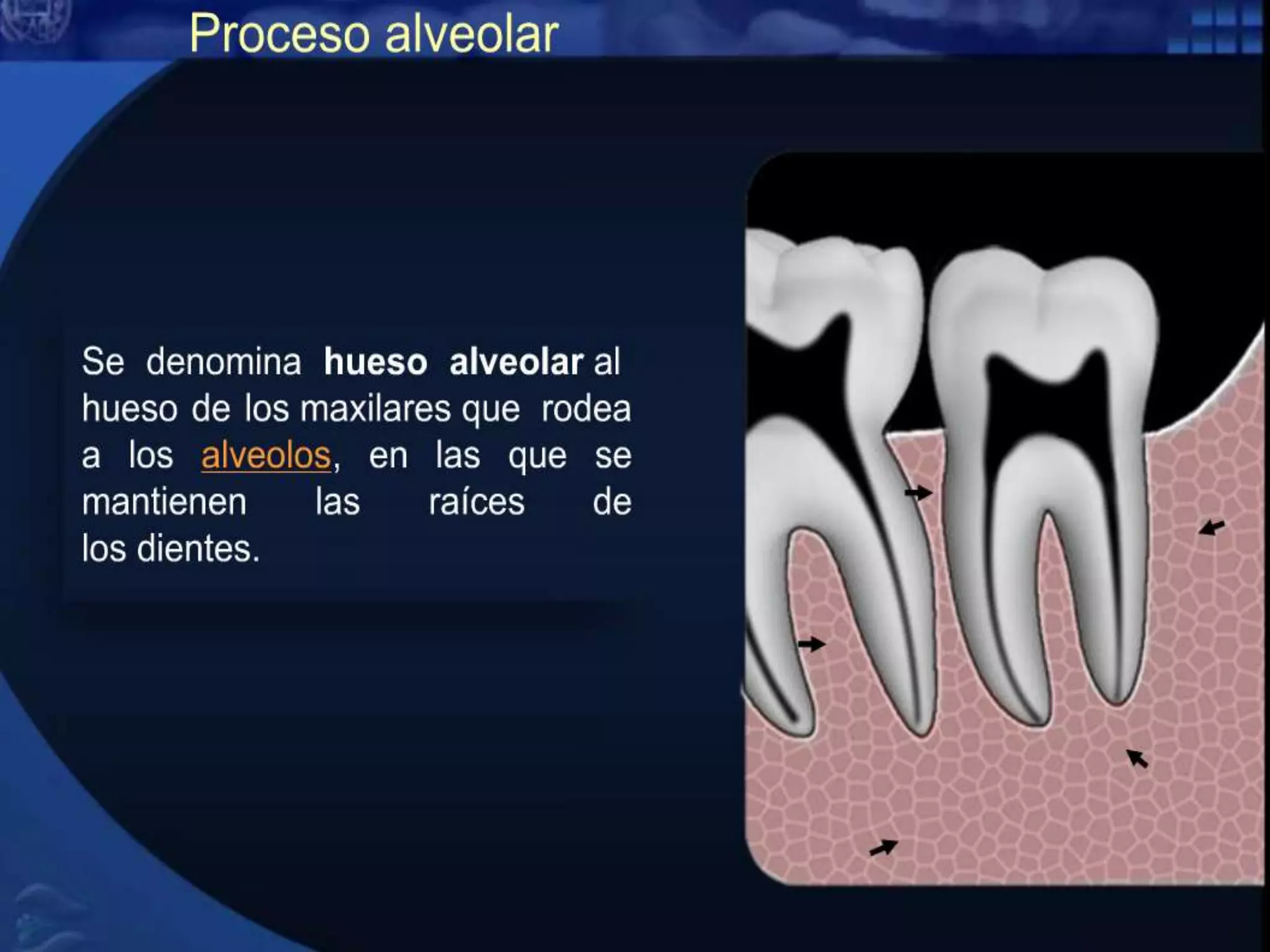 Aspectos radiografico normal (1) | PPT