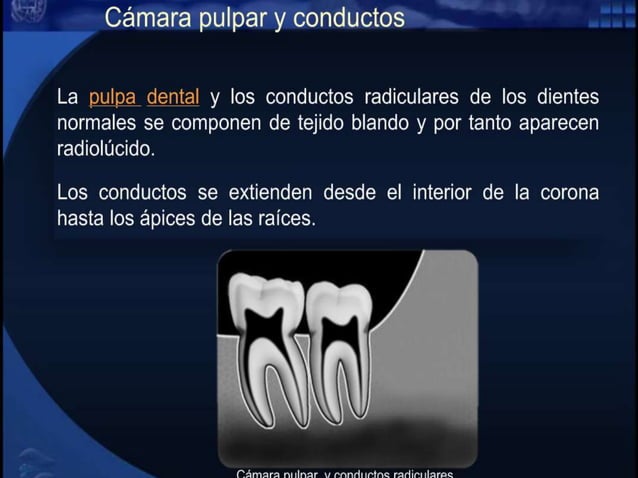 Aspectos radiografico normal (1) | PDF