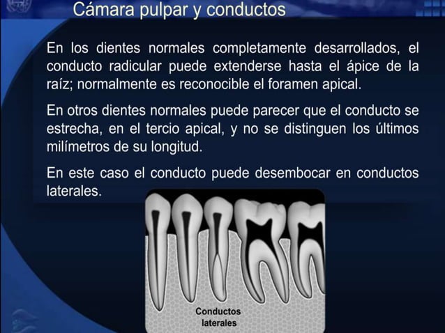 Aspectos radiografico normal (1) | PDF