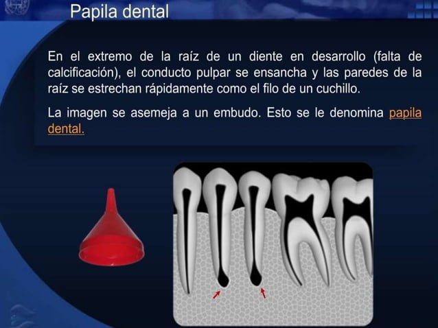 Aspectos radiografico normal (1) | PDF