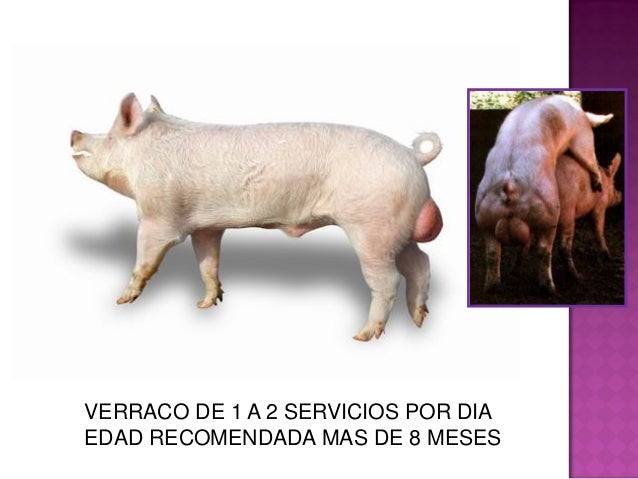 Aspectos reproductivos en cerdos