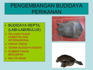 Budaya Pesisr, Lingkungan dan aspek budidaya.ppt
