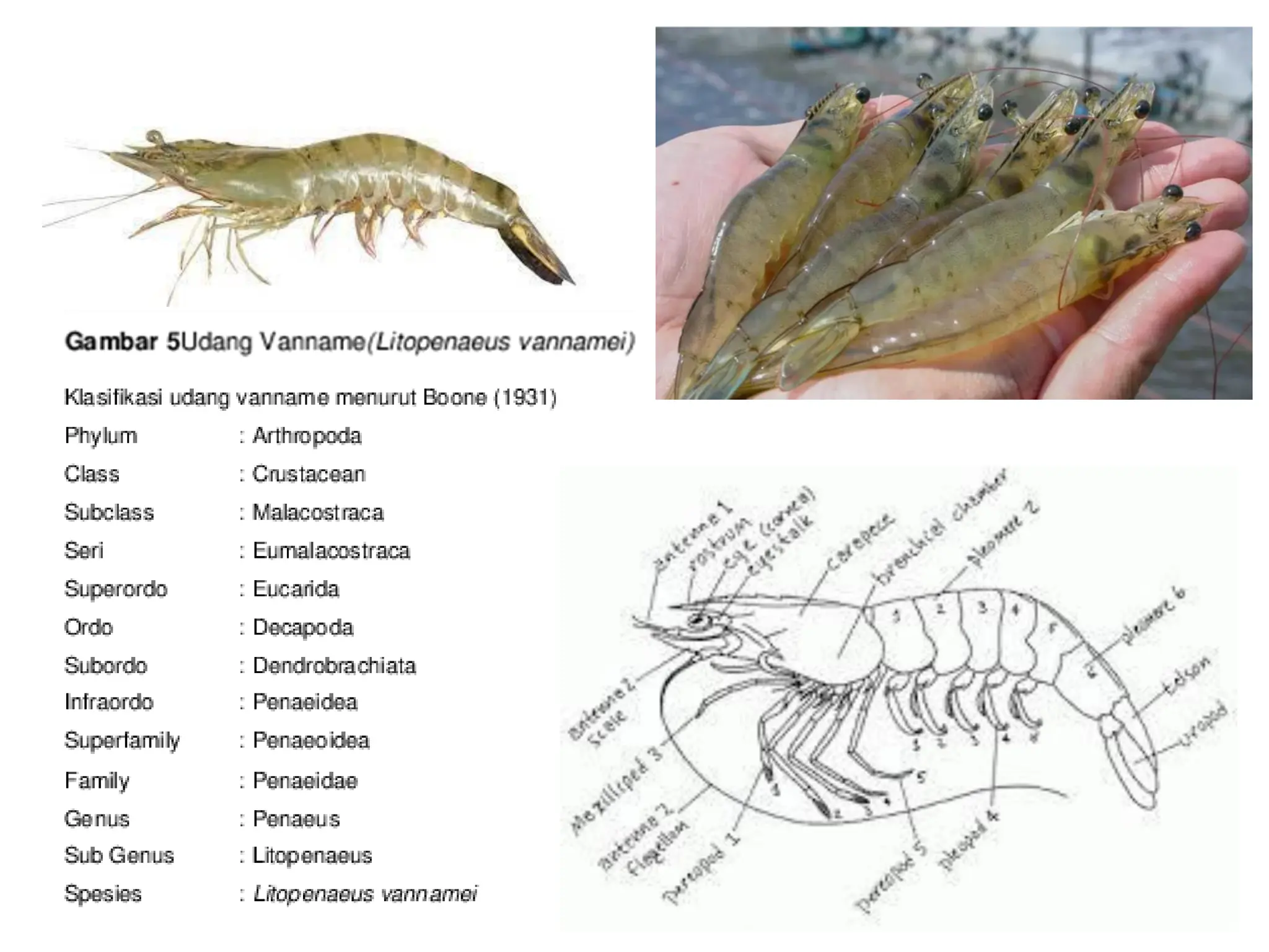 Aspek Budidaya Udang Vaname - Aspek Lingkungan.pdf