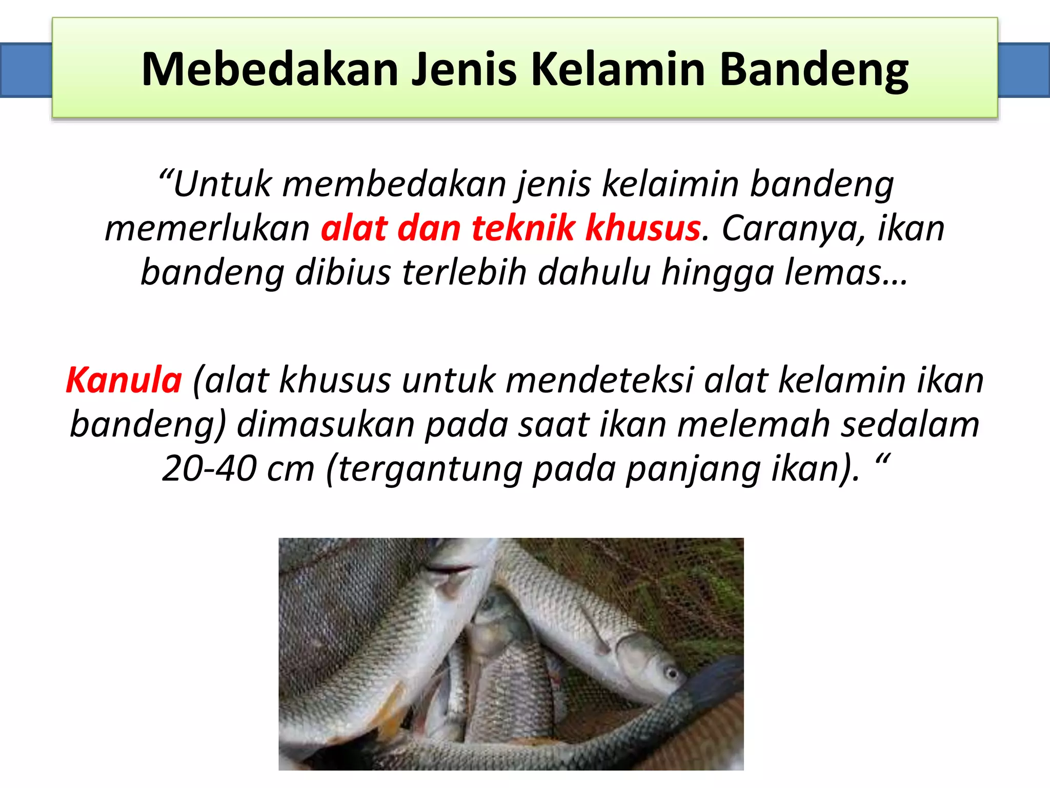 Aspek pemeliharaan dan seleksi induk pada ikan bandeng (chanos chanos ...