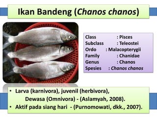 Aspek pemeliharaan dan seleksi induk pada ikan bandeng (chanos chanos) | PPTX