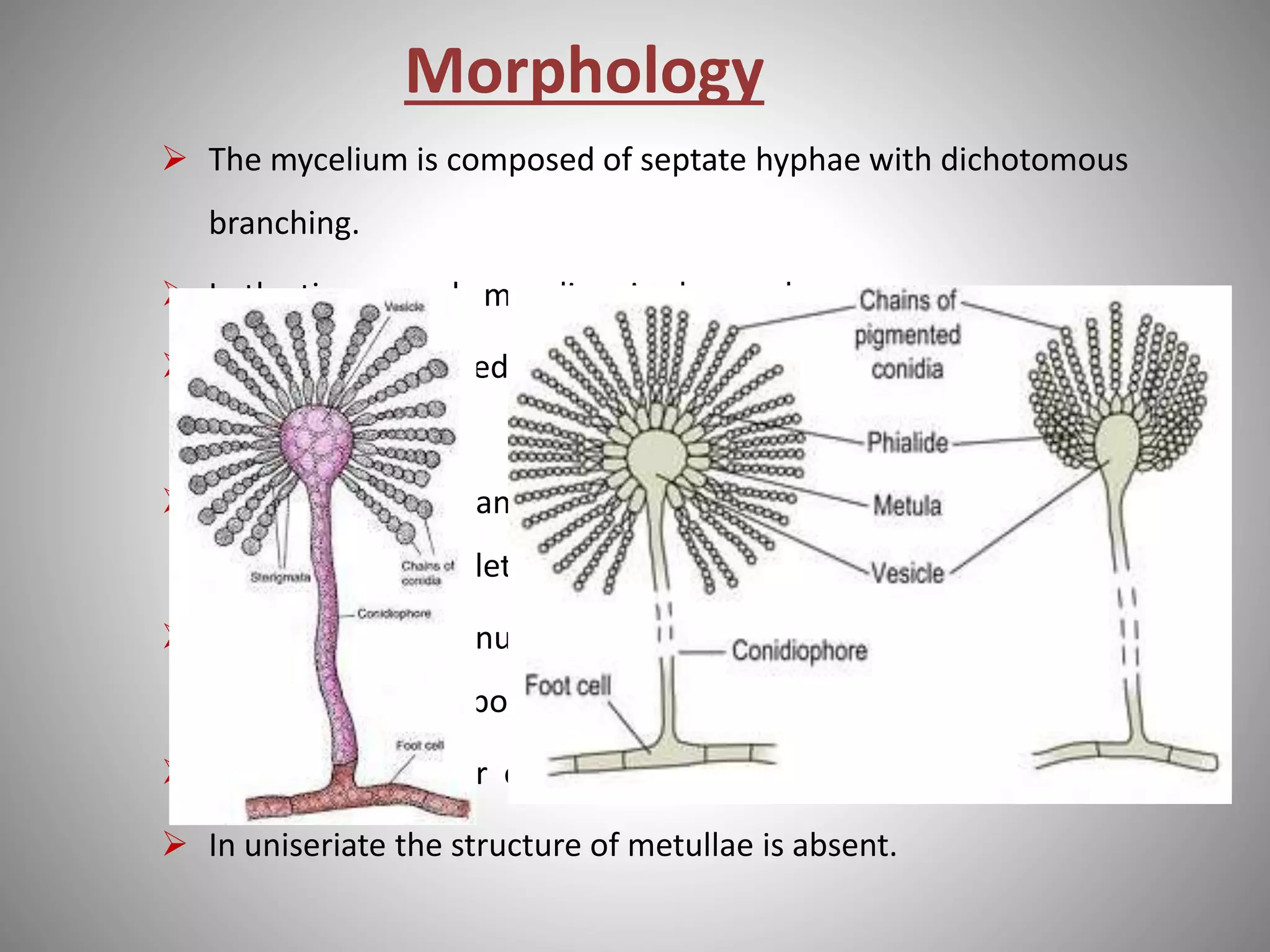 Aspergillosis | PPTX