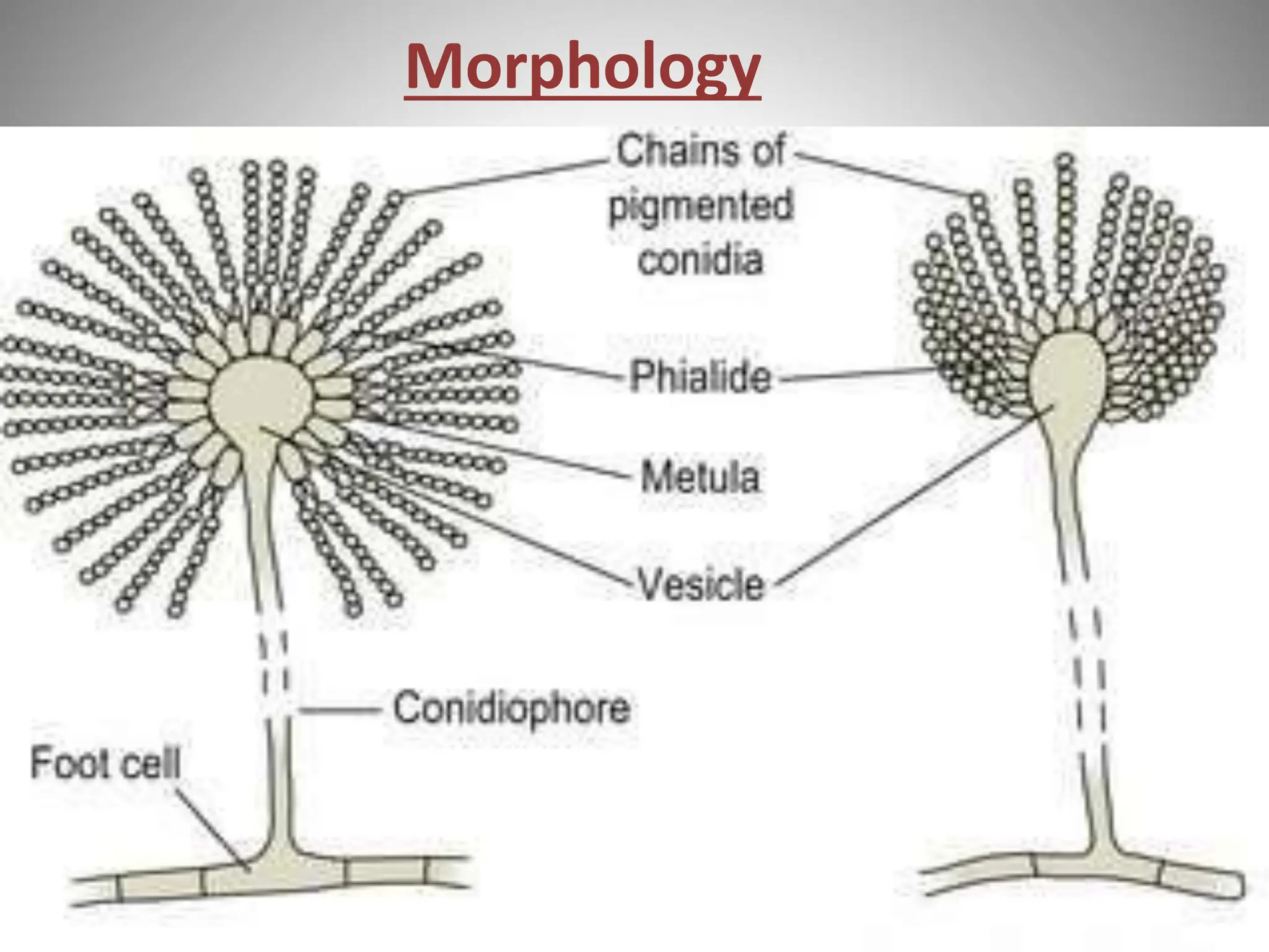 Presentation about aspergillosis.pptx file | PPTX