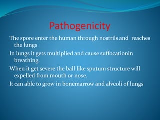 Aspergillosis | PPTX