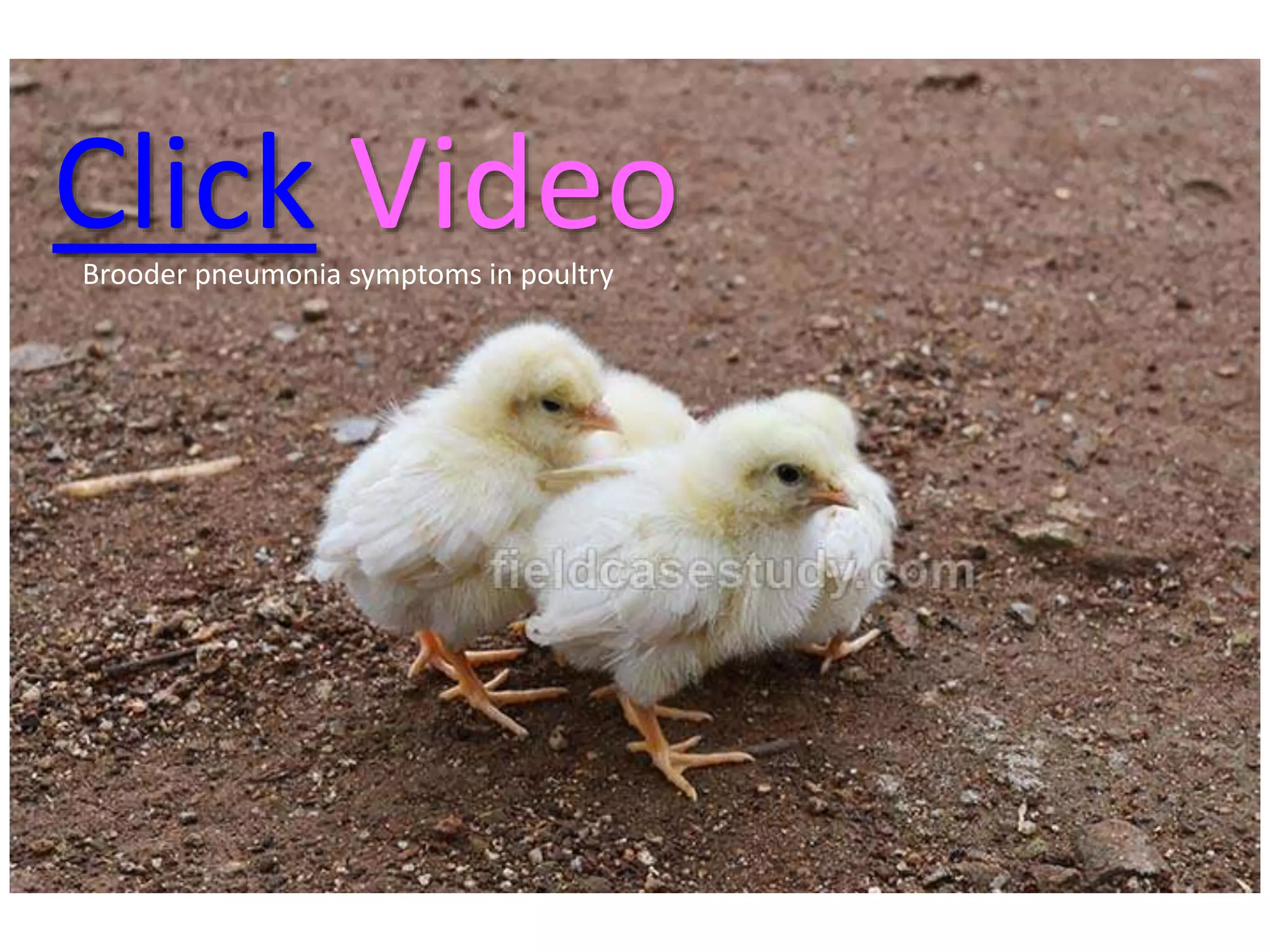 Aspergillosis in Birds, Poultry Diseases Symptoms, respiratory diseases in chickens | PPTX