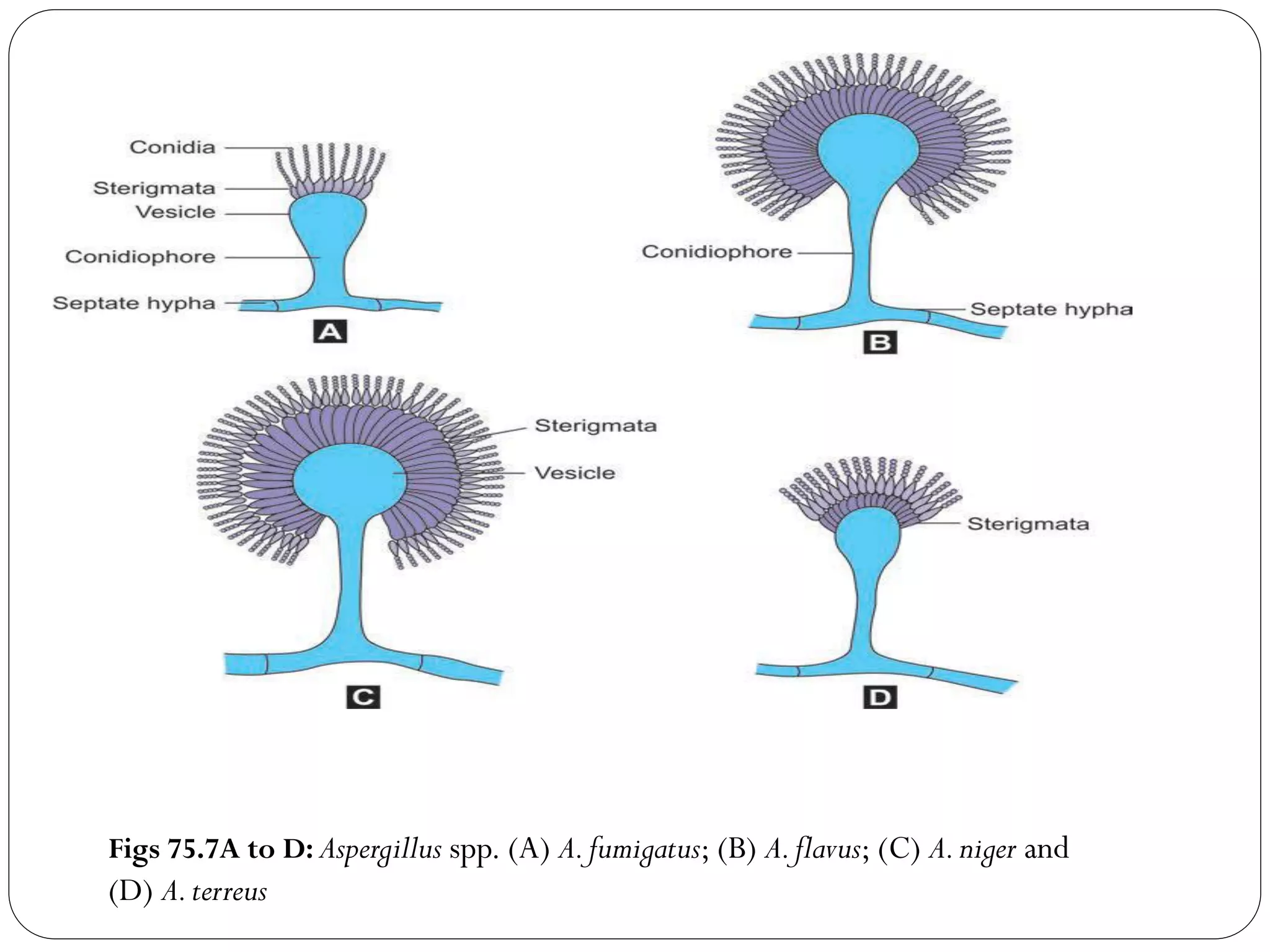 Aspergillus | PDF