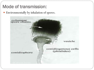 Aspergillus Slide Labeled
