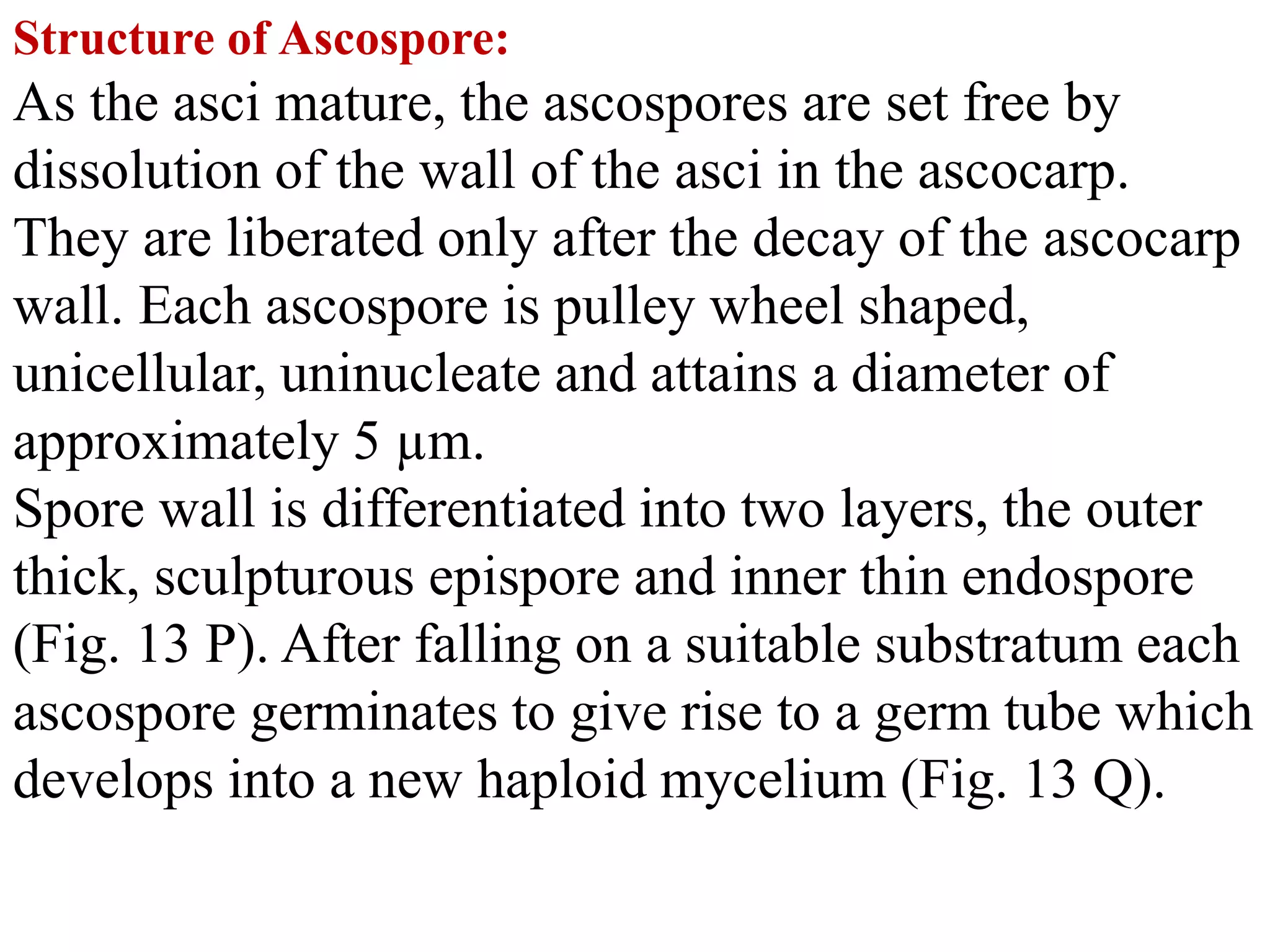 Aspergillus | PPTX