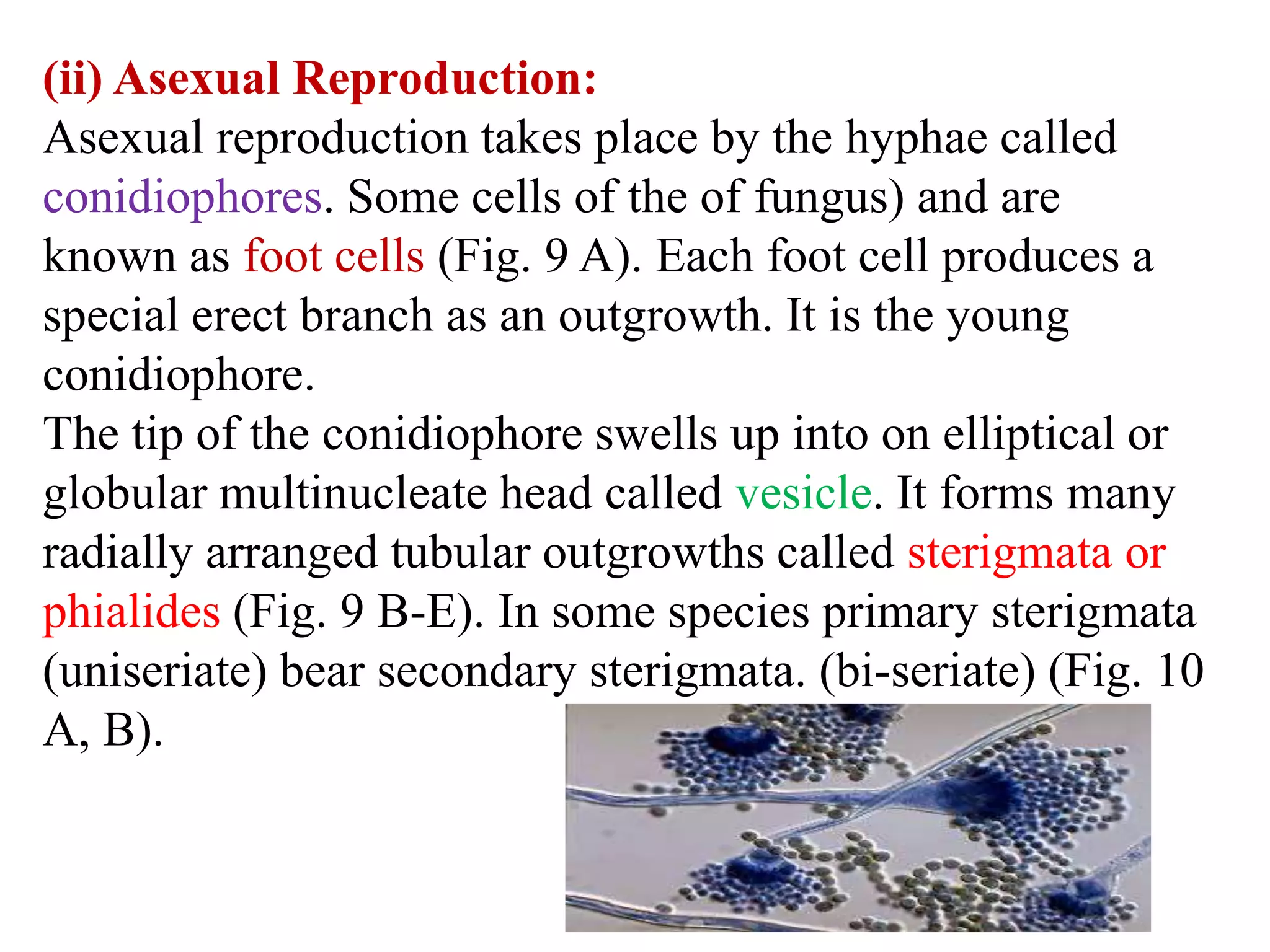 Aspergillus | PPTX