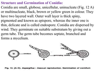 Aspergillus | PPTX