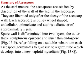 Aspergillus | PPTX