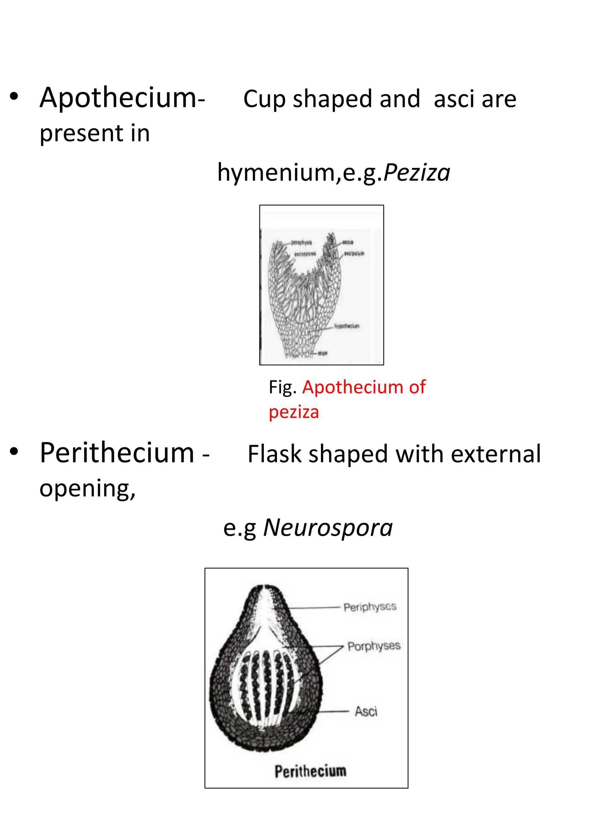 aspergillus.ppsx