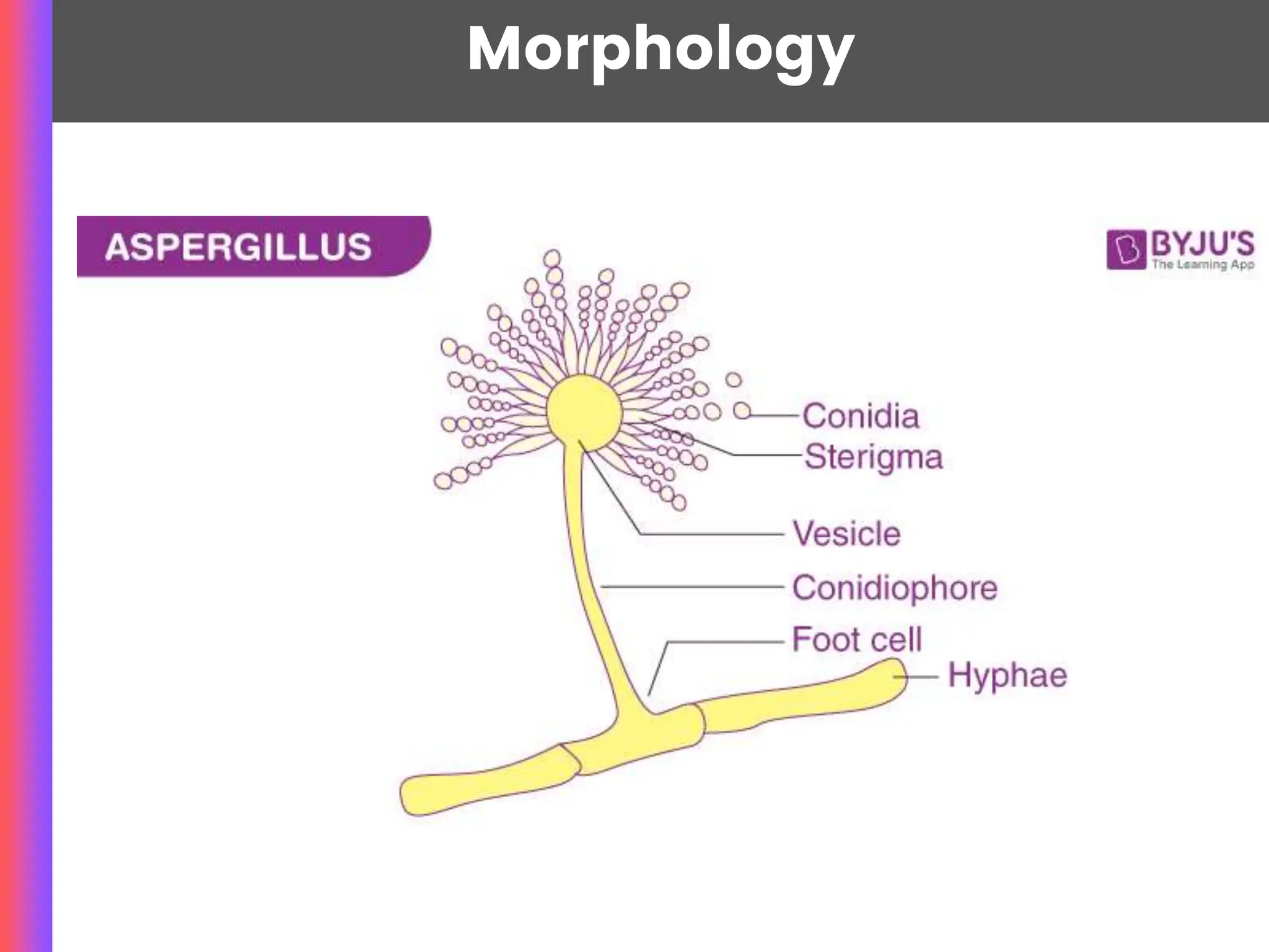 Medically Important Aspergillus species.pptx