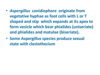 Aspergillmmummmmmsookkkkkkkkooooooos.pptx