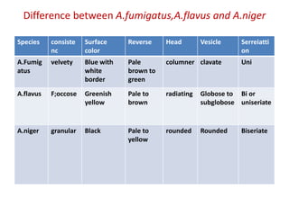 Aspergillmmummmmmsookkkkkkkkooooooos.pptx