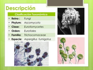 aspergillus(1).pptx hongos opoortunistas | PPTX