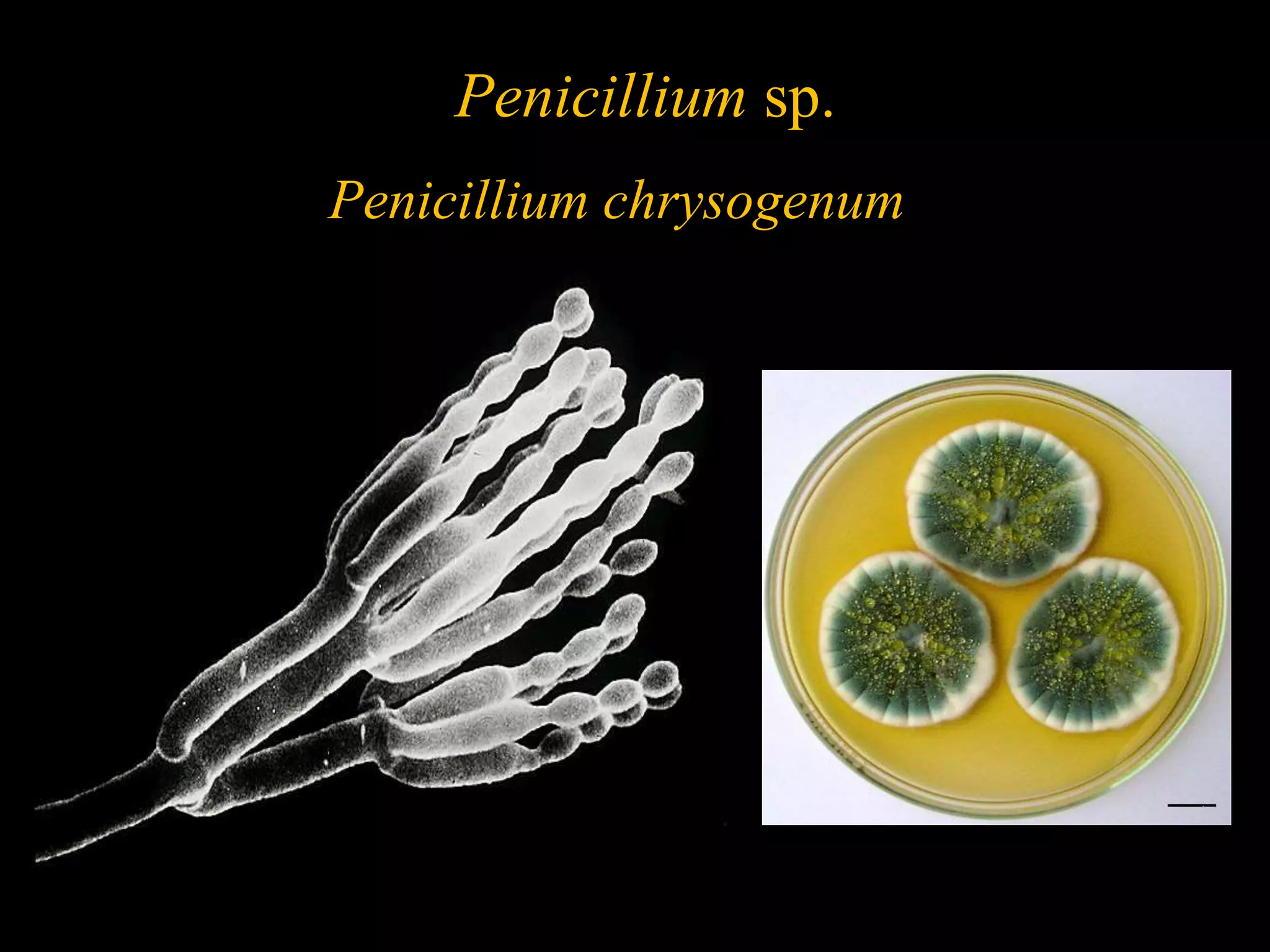 Aspergillus and penicillium | PPTX