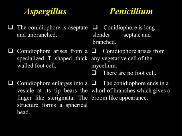 Aspergillus and penicillium | PPTX | Lung and Respiratory Health ...