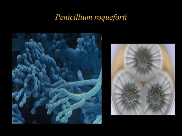 Aspergillus and penicillium | PPT