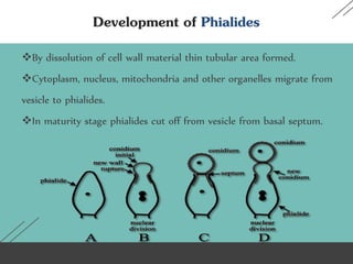 Introduction, classification, modes of reproduction of Aspergillus ...