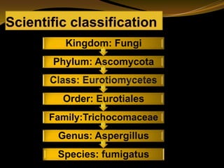 Aspergillus famigatus.2014.university sulaiamany.biology.dashty rihany ...