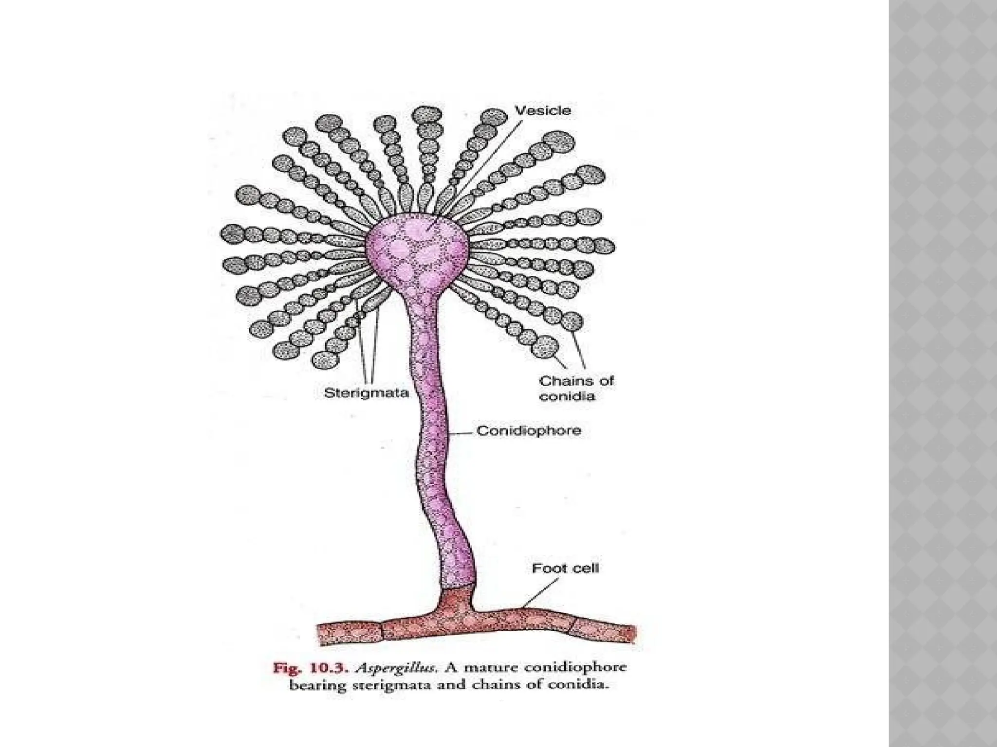 Morphology and life cycle of Aspergillus niger.pptx