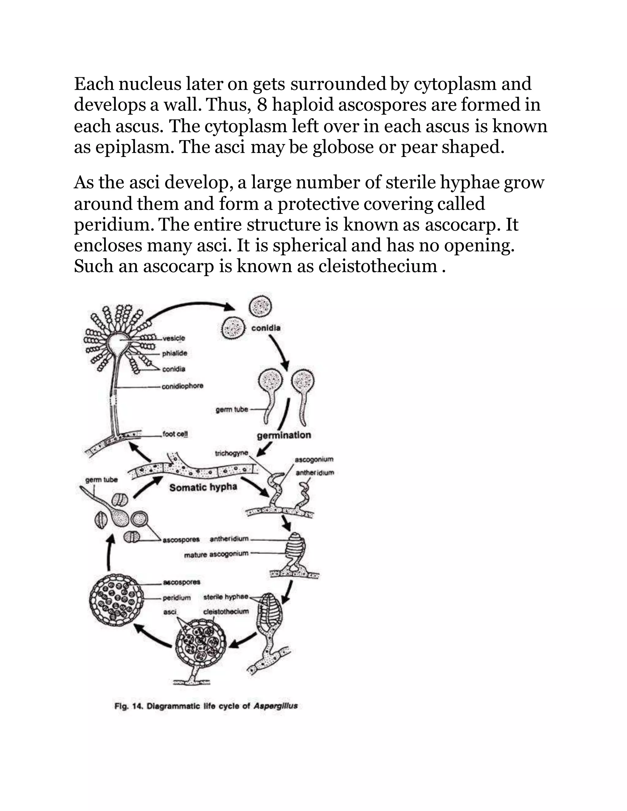 Aspergillus niger (FUNGUS) | DOCX
