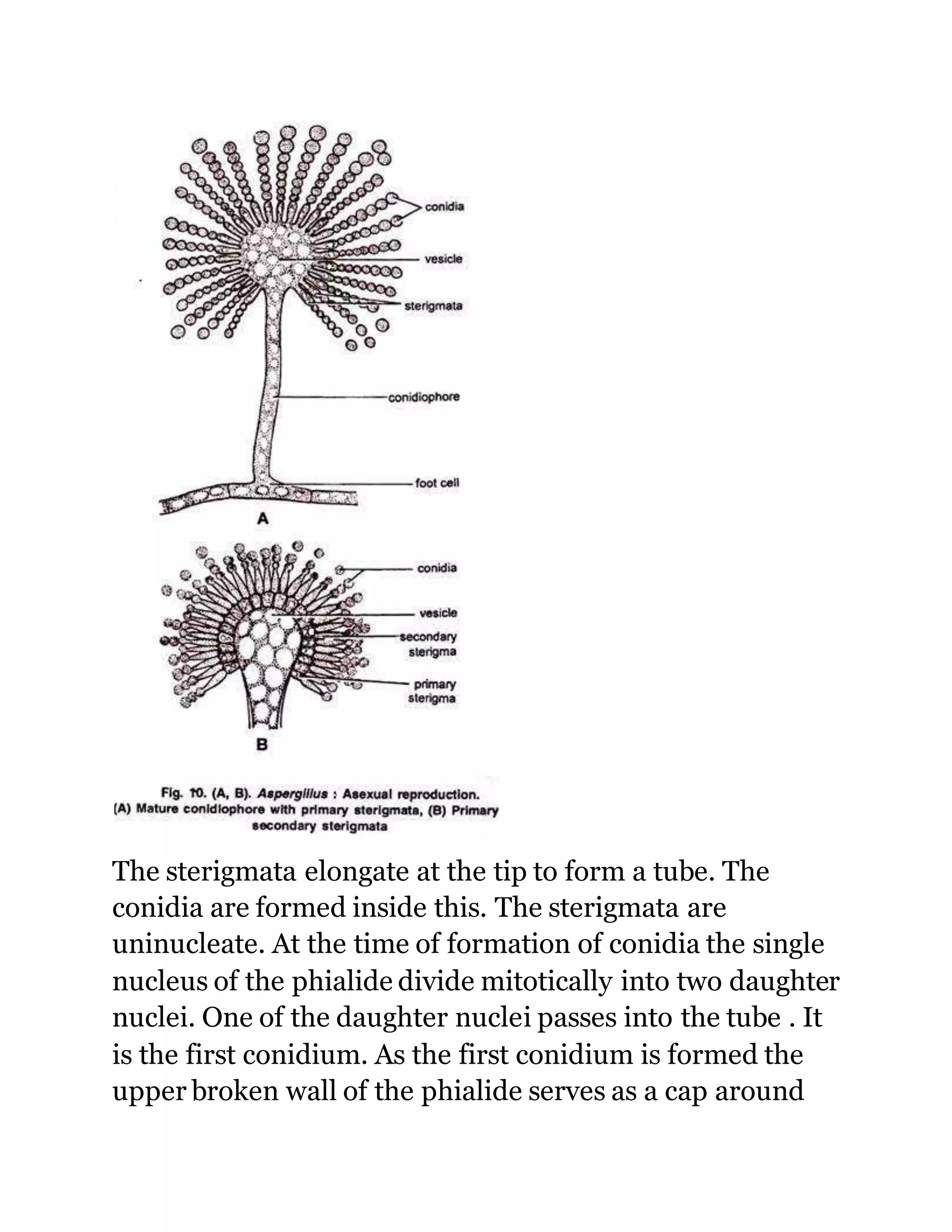 Aspergillus niger (FUNGUS) | DOCX