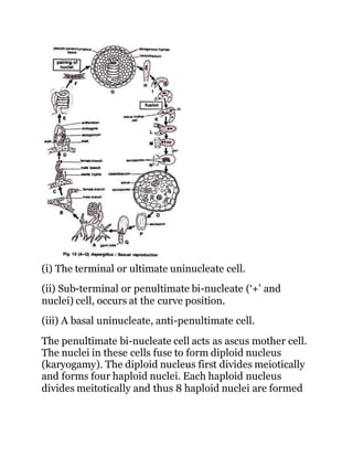 Aspergillus niger (FUNGUS) | DOCX