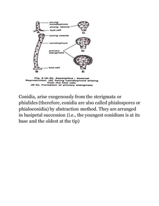 Aspergillus niger (FUNGUS) | DOCX