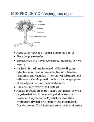 Aspergillus Niger Structure