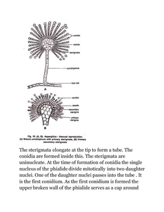 Aspergillus Niger Structure