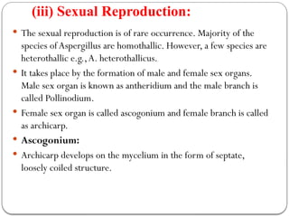 "Aspergillus: Habitat, Structure, Reproduction and Life Cycle" | PPTX