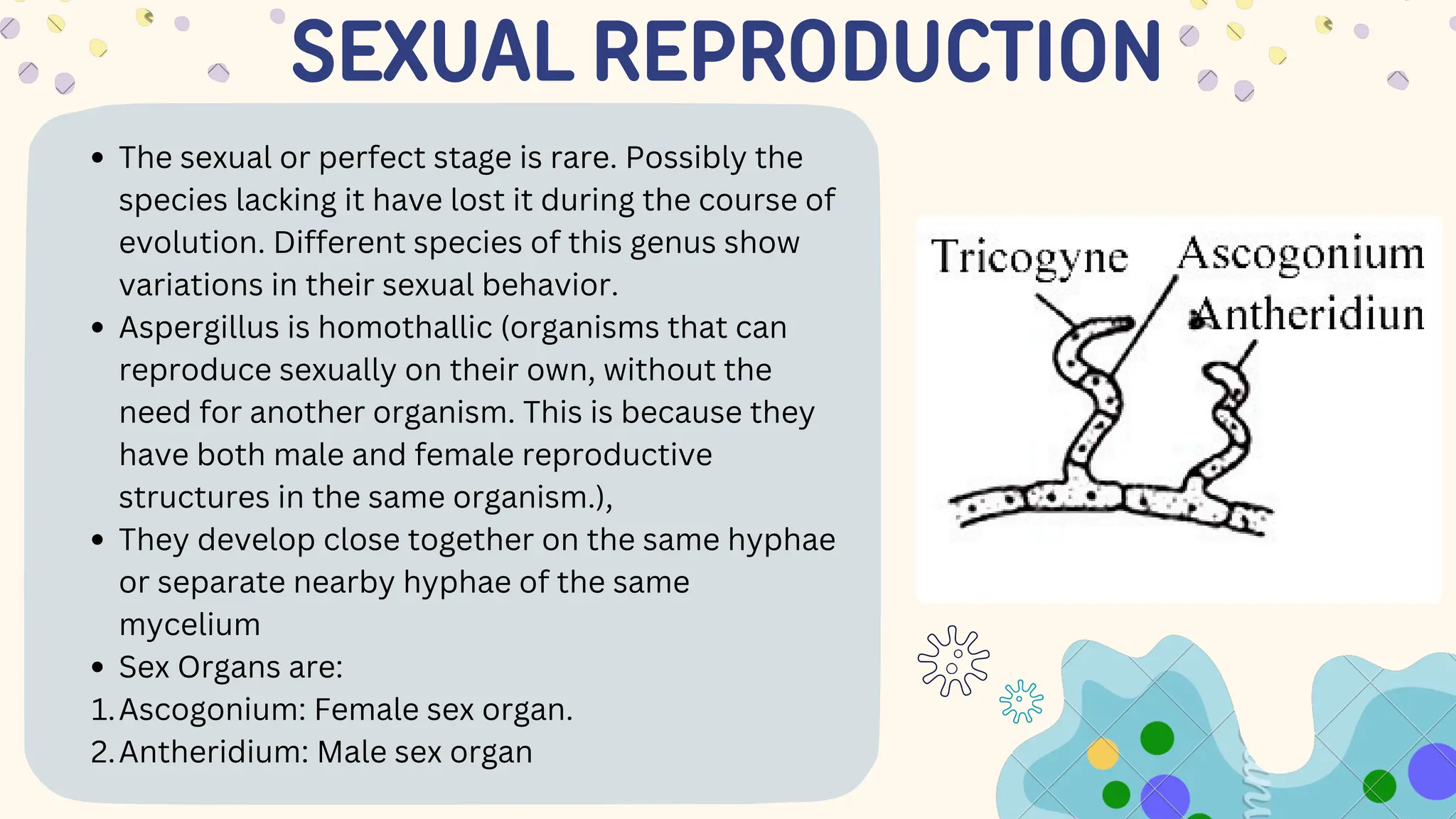 Aspergillus PPT ( economic importance and reproduction) | PDF