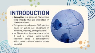 Aspergillus PPT ( economic importance and reproduction) | PPT