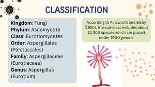 Aspergillus PPT ( economic importance and reproduction) | PPT